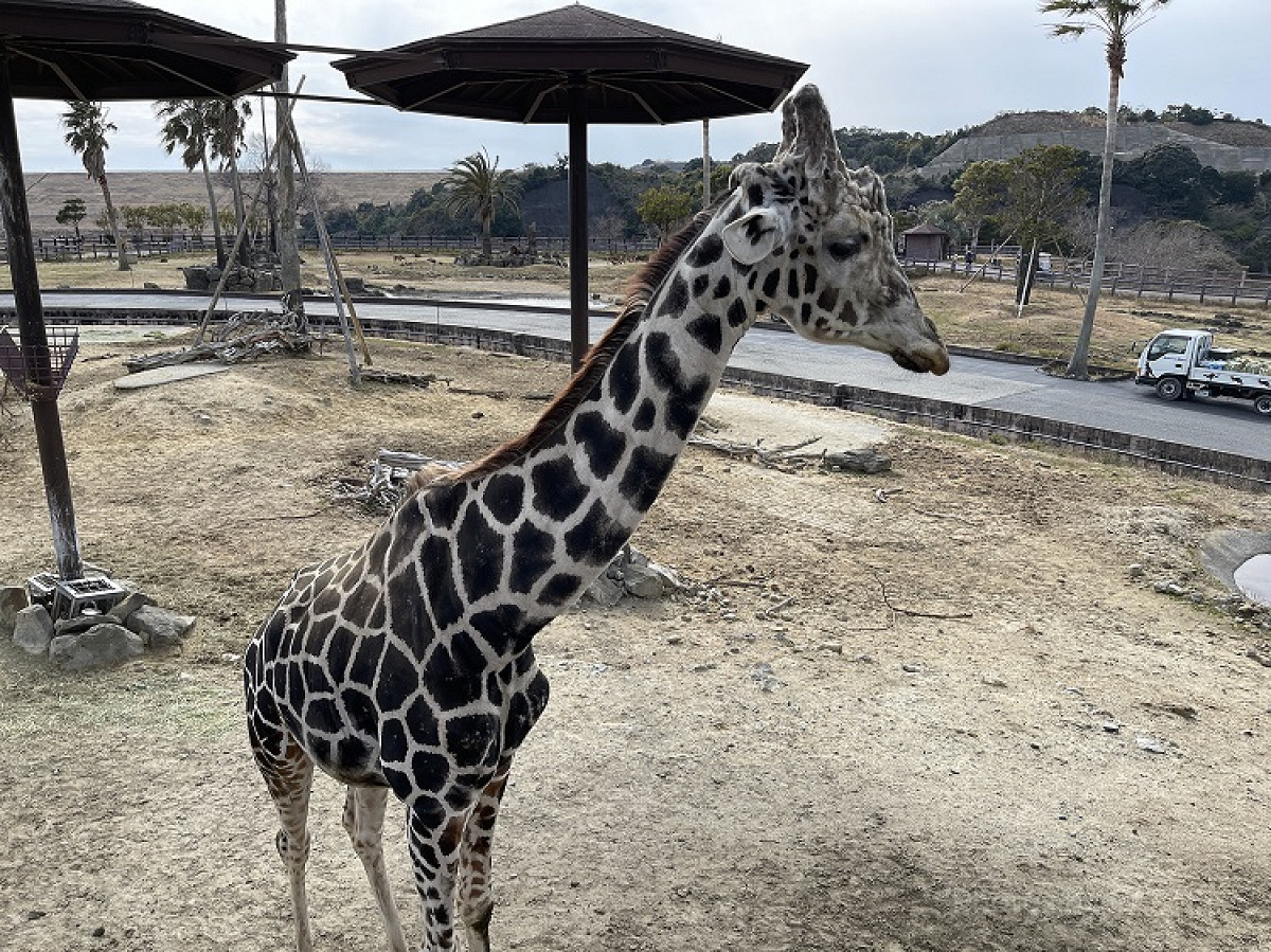 サファリエリアのキリン| キャステル | CASTEL ディズニー情報